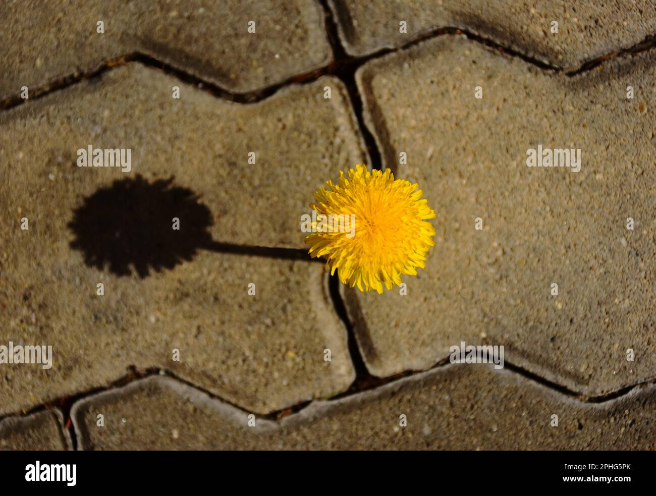 blooming yellow dandelion flower macro. growing through narrow joint of ...