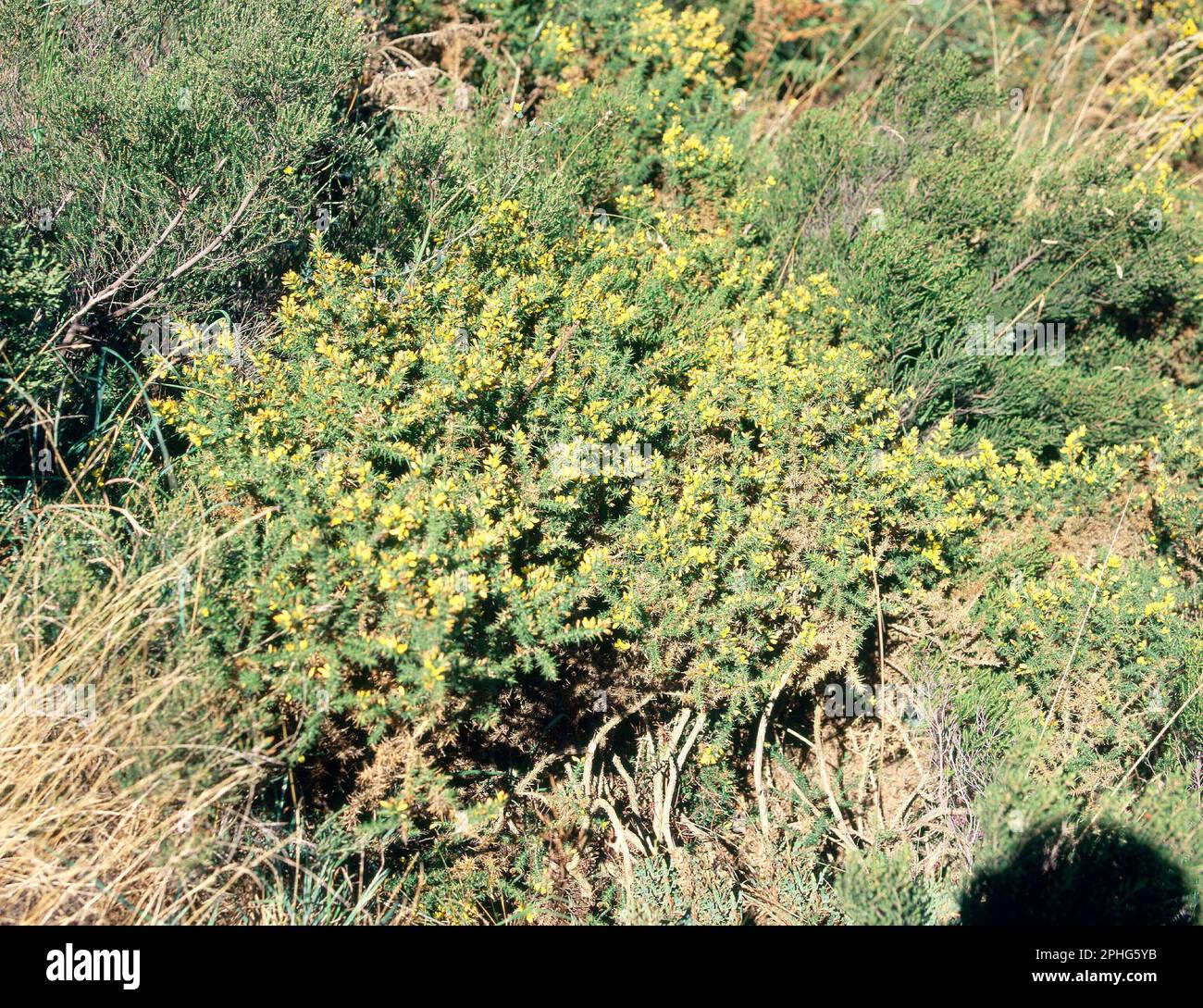 Tojo hi-res stock photography and images - Alamy