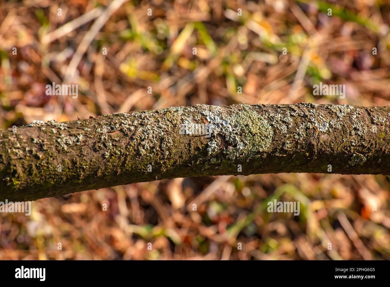 Trunk of staghorn sumac in early spring in the garden. The texture of ...