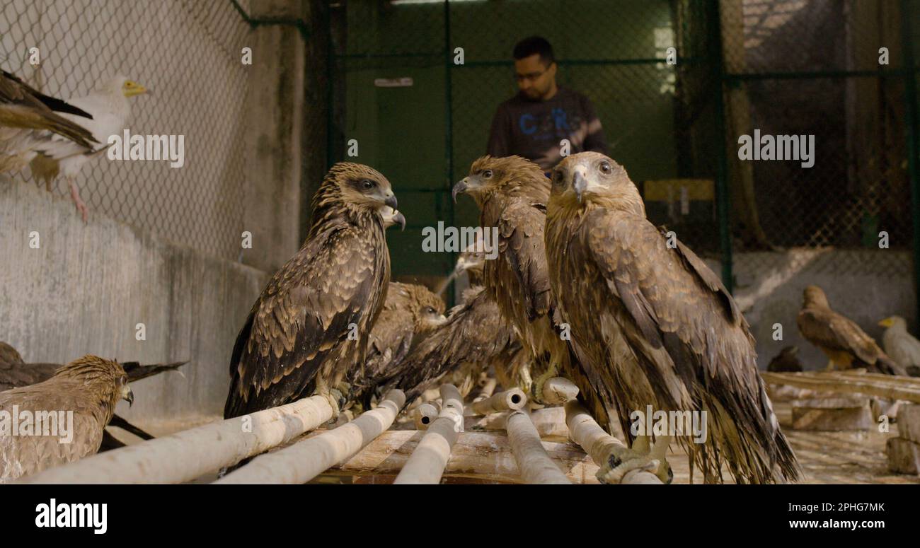 ALL THAT BREATHES (2022), directed by SHAUNAK SEN. Credit: HBO ...