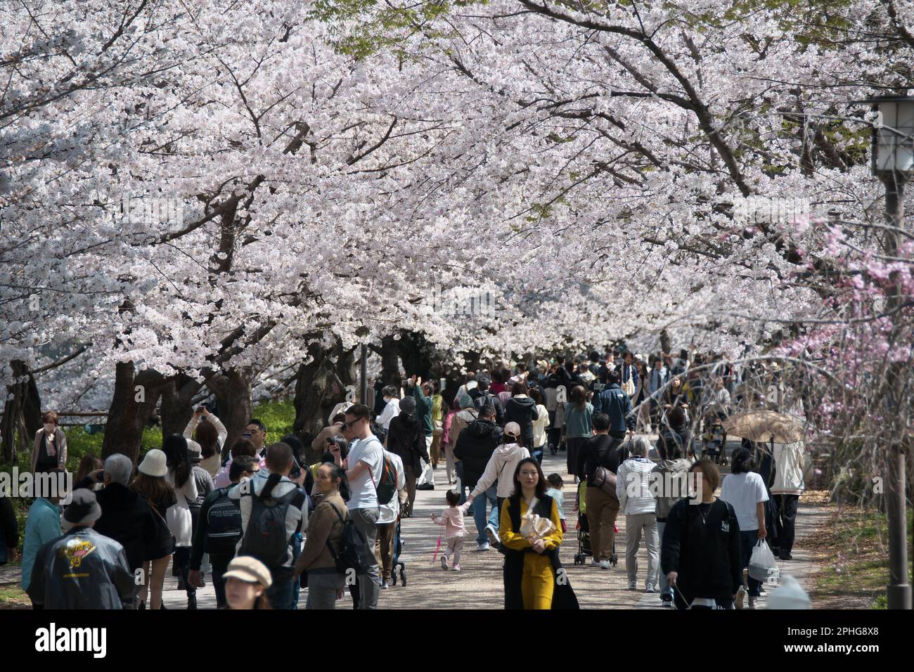 Osaka, Japan. 28th Mar, 2023. Peoples view cherry blossoms at Osaka Castle in Osaka, Japan on ...