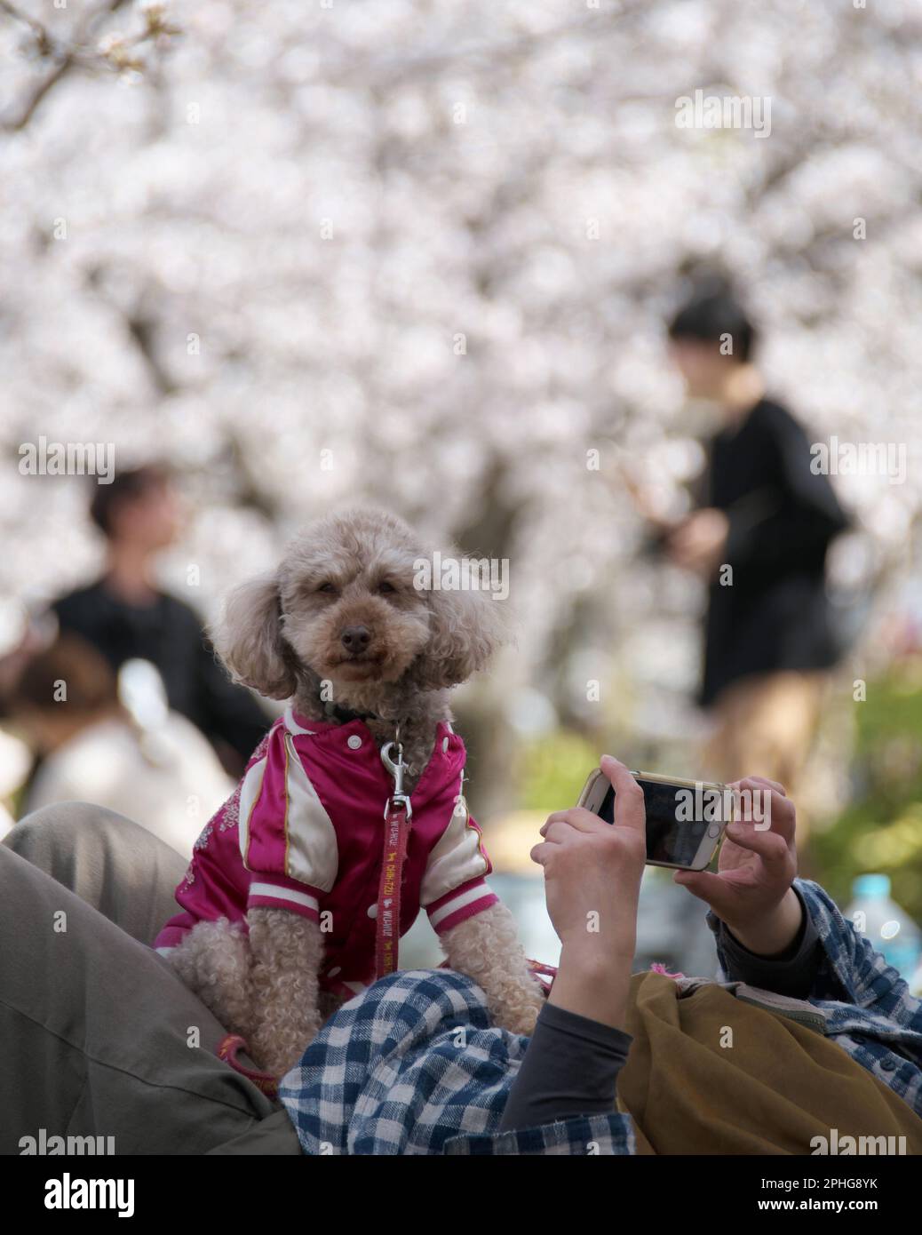 Osaka, Japan. 28th Mar, 2023. A man takes photos of his dog with cherry ...