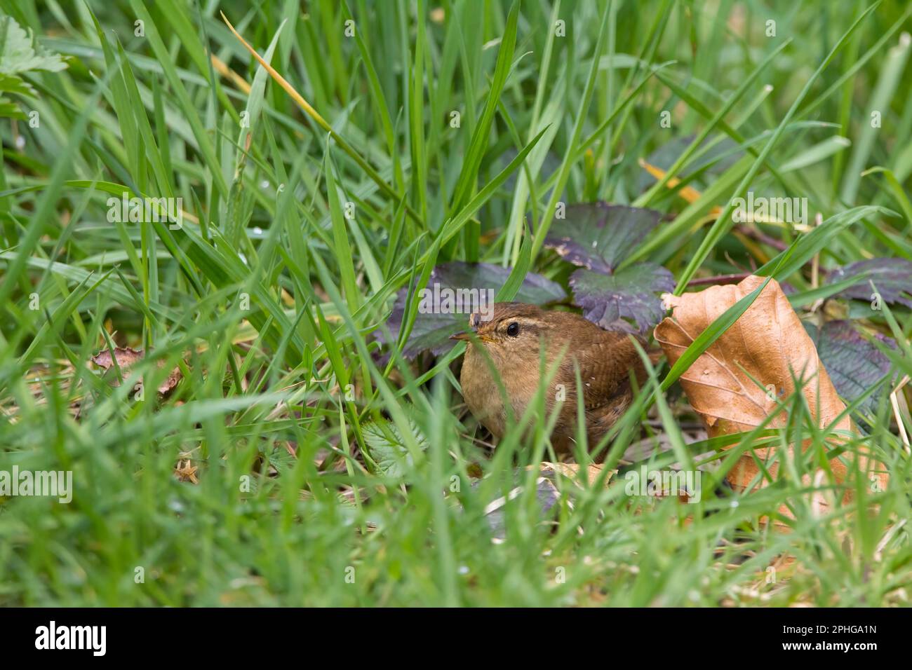 Wren troglodytes x2, reddish brown above buff underside fine barred ...