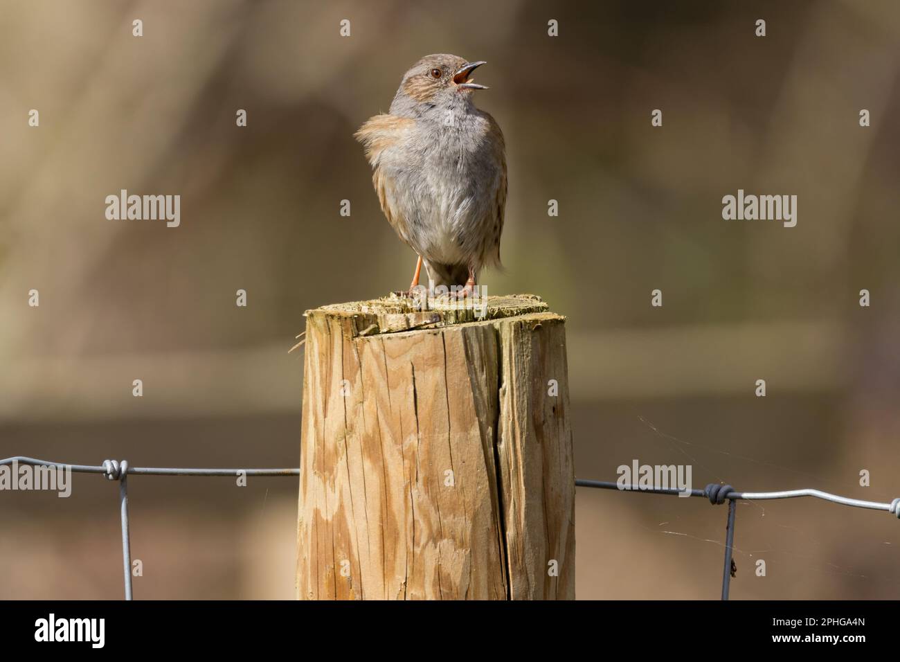Streaked on flanks hi-res stock photography and images - Alamy