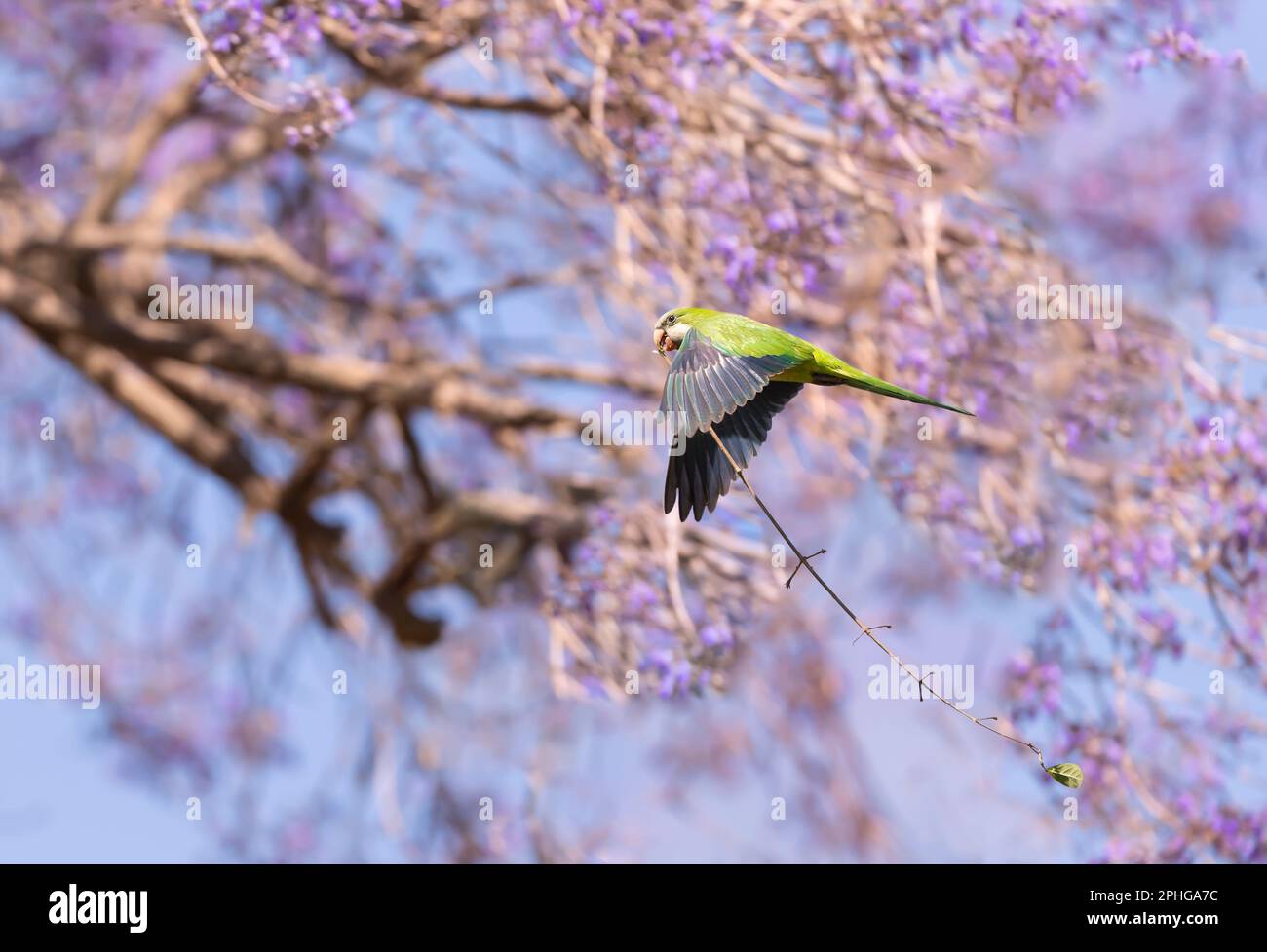 Monk parakeet in flight with nesting material, Pantanal, Brazil Stock ...