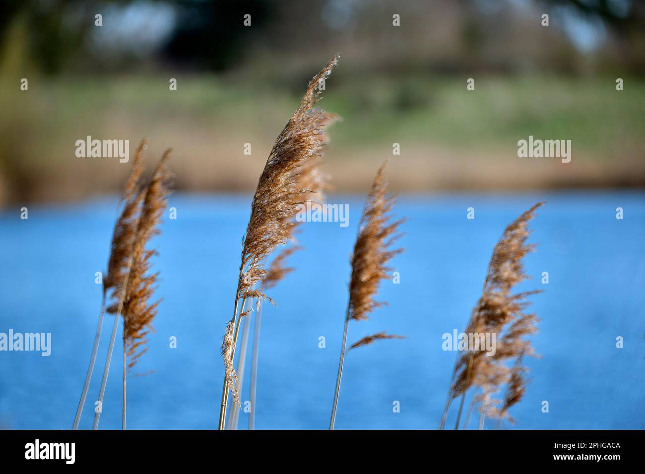Reeds growing at water's edge. Molesey Reservoirs Nature Reserve, West ...