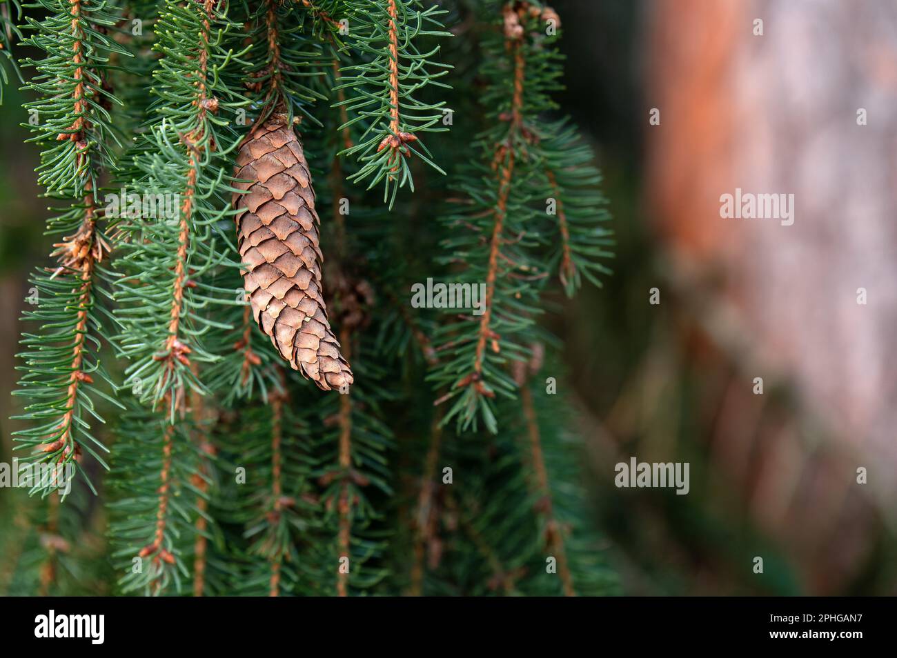 European spruce aka Norway spruce, Picea abies, cone hanging from branch Stock Photo - Alamy