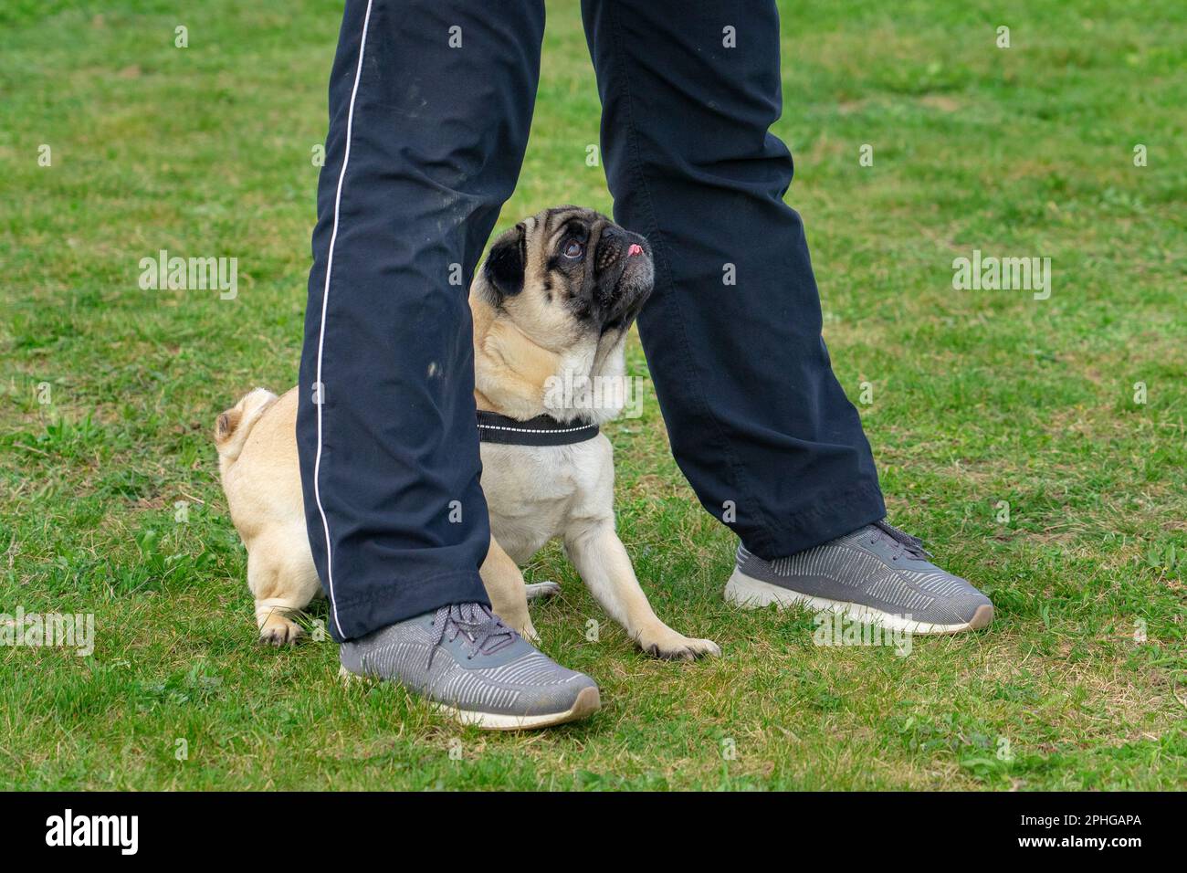 woman trainer teaching a mops pug dog showing him what to do in a dog ...