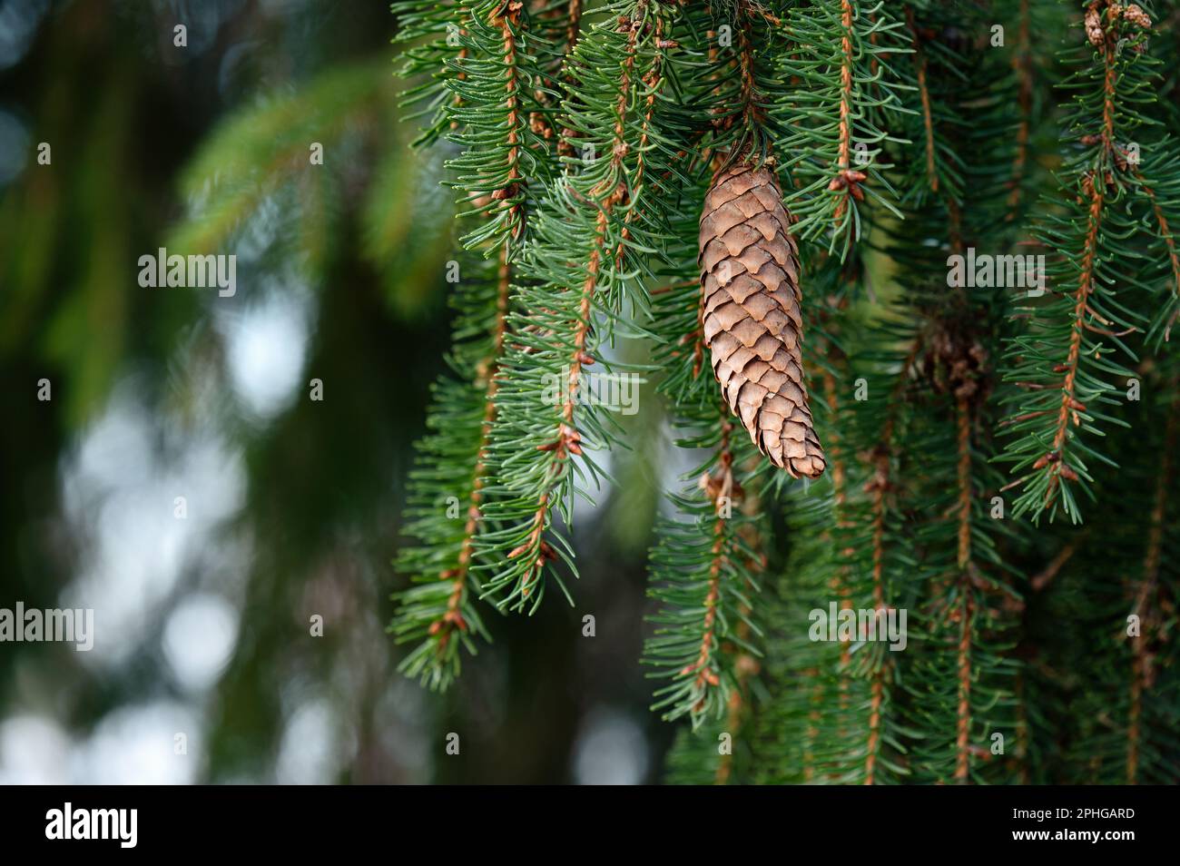European spruce aka Norway spruce, Picea abies, cone hanging from ...