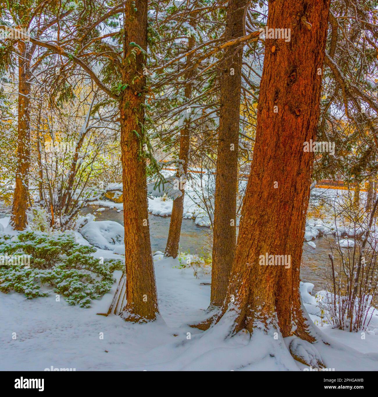 Ponderosapinetrees hi-res stock photography and images - Alamy