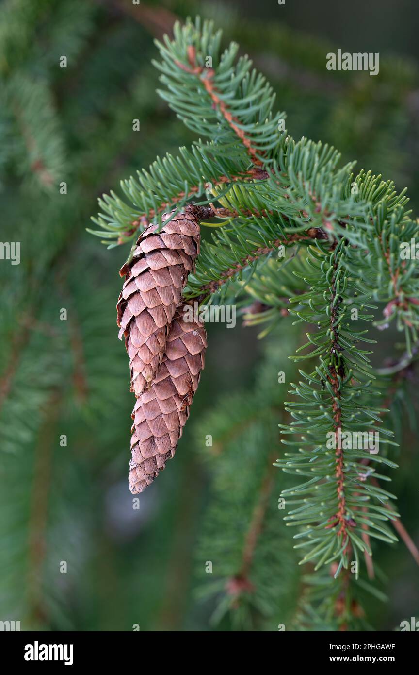 European spruce aka Norway spruce, Picea abies, cones hanging from branch Stock Photo - Alamy
