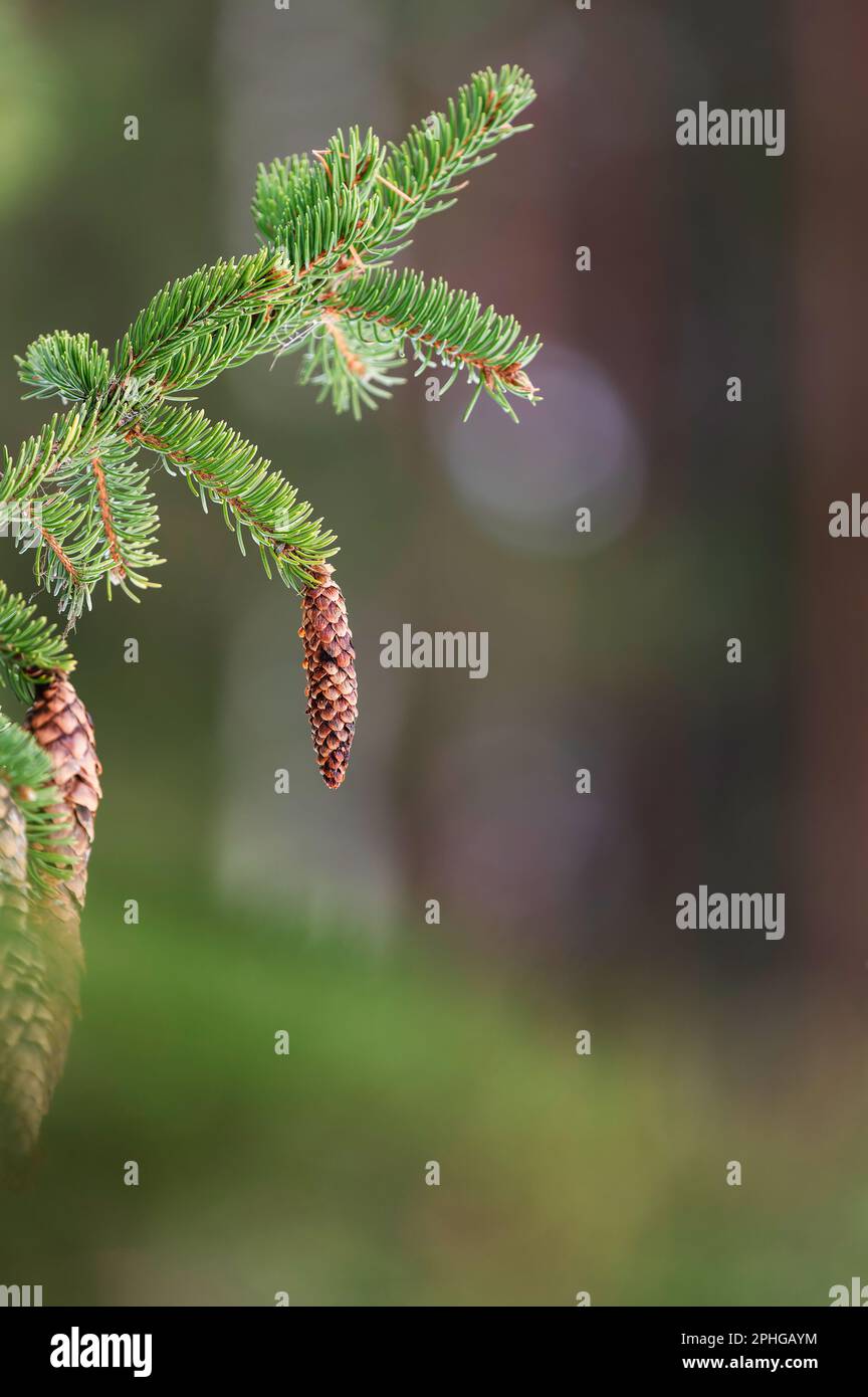 European spruce aka Norway spruce, Picea abies, cones hanging from branch Stock Photo - Alamy