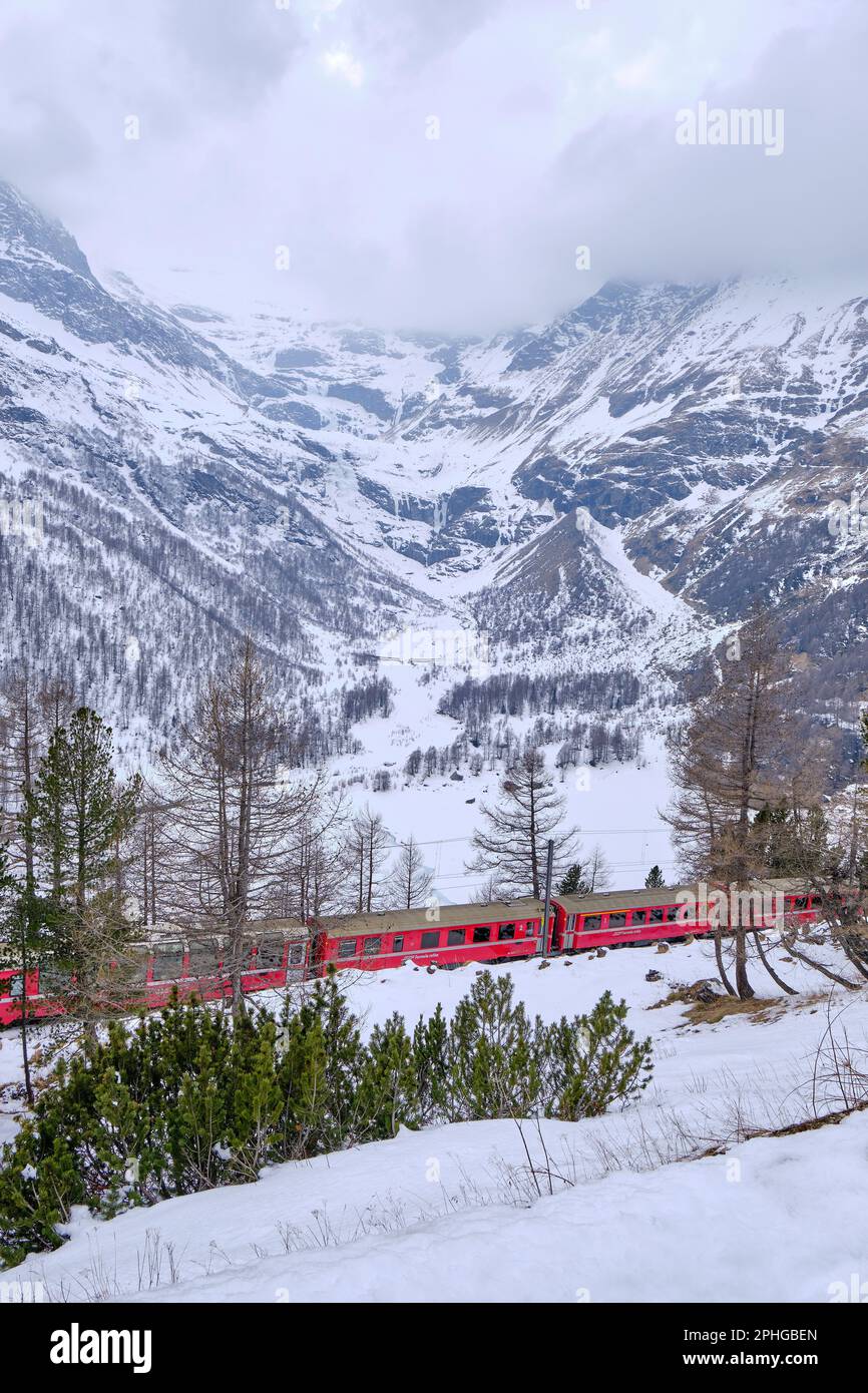 The famous Swiss mountain train of Bernina Express crossed italian and ...