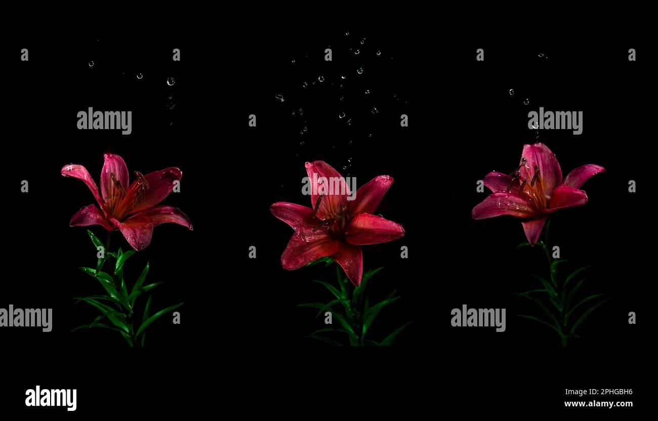 Under water lily hi-res stock photography and images - Alamy