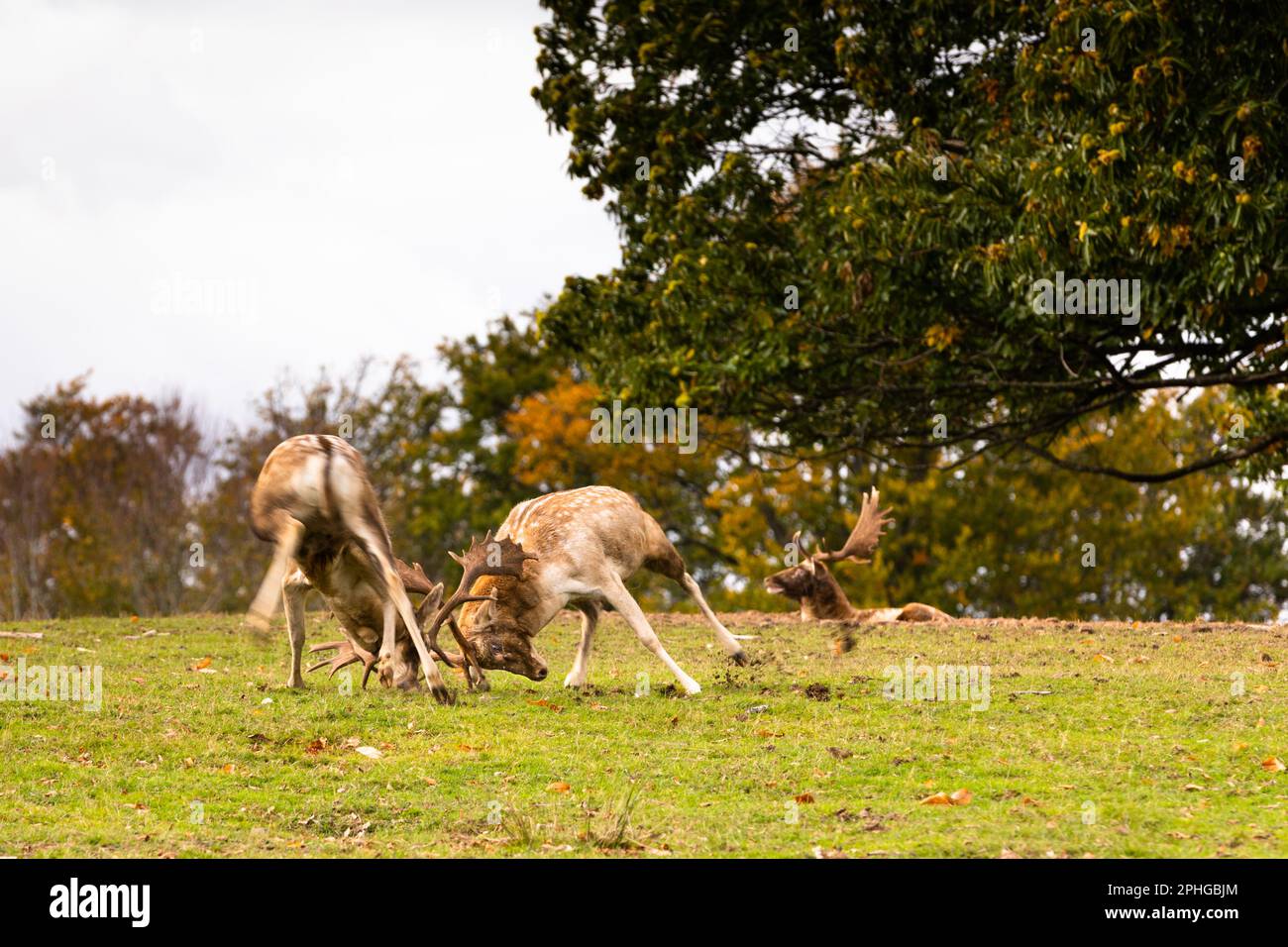 Two deer conflict hi-res stock photography and images - Alamy