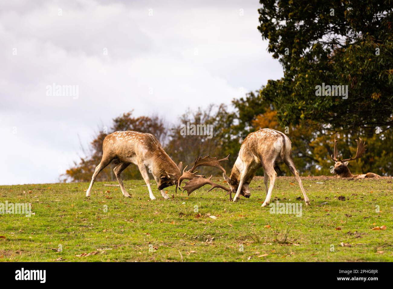 Two deer fighting Stock Photo - Alamy