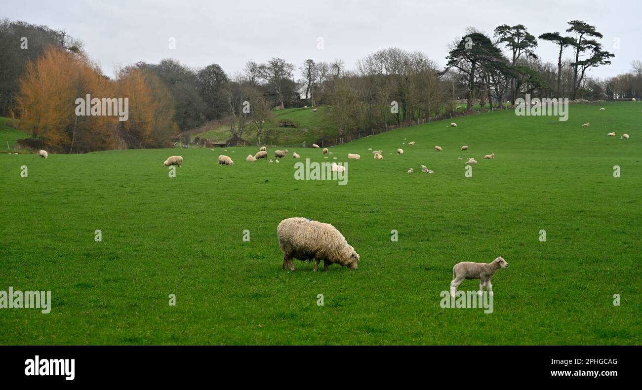 Sheep with small lambs in green fields with winter trees, Vale of ...