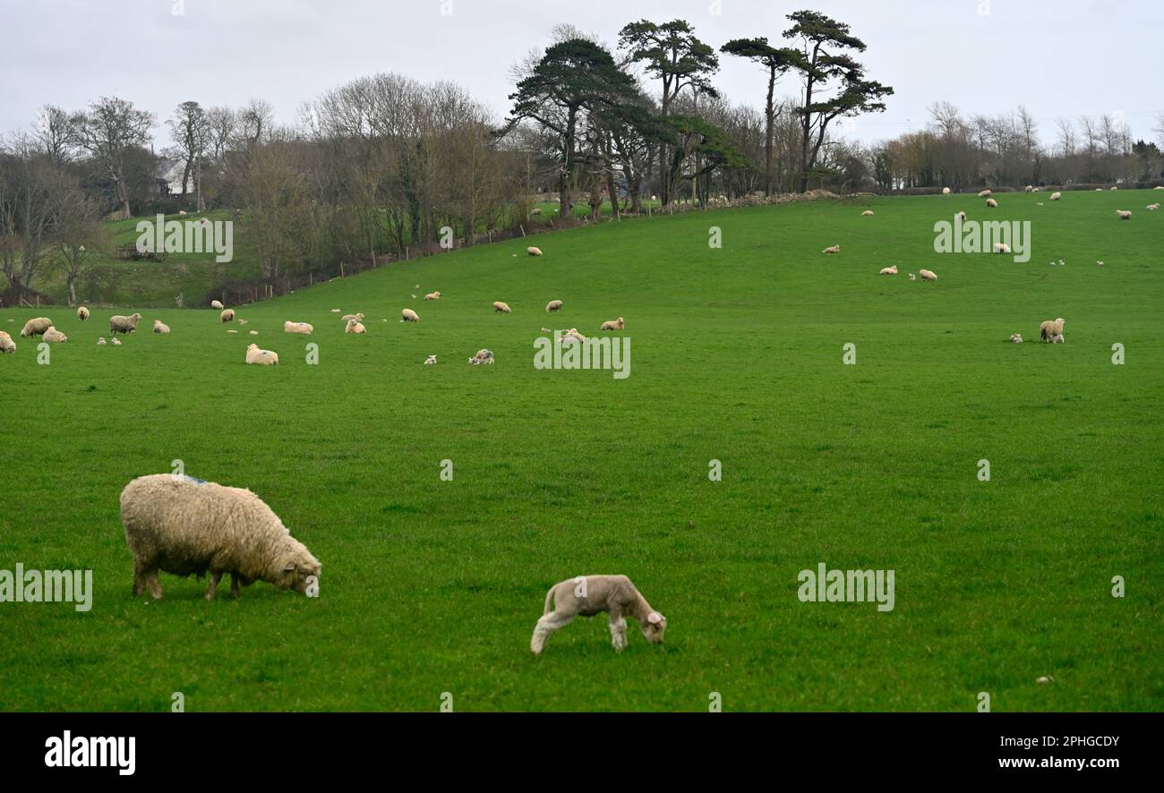 Sheep with small lambs in green fields with winter trees, Vale of ...