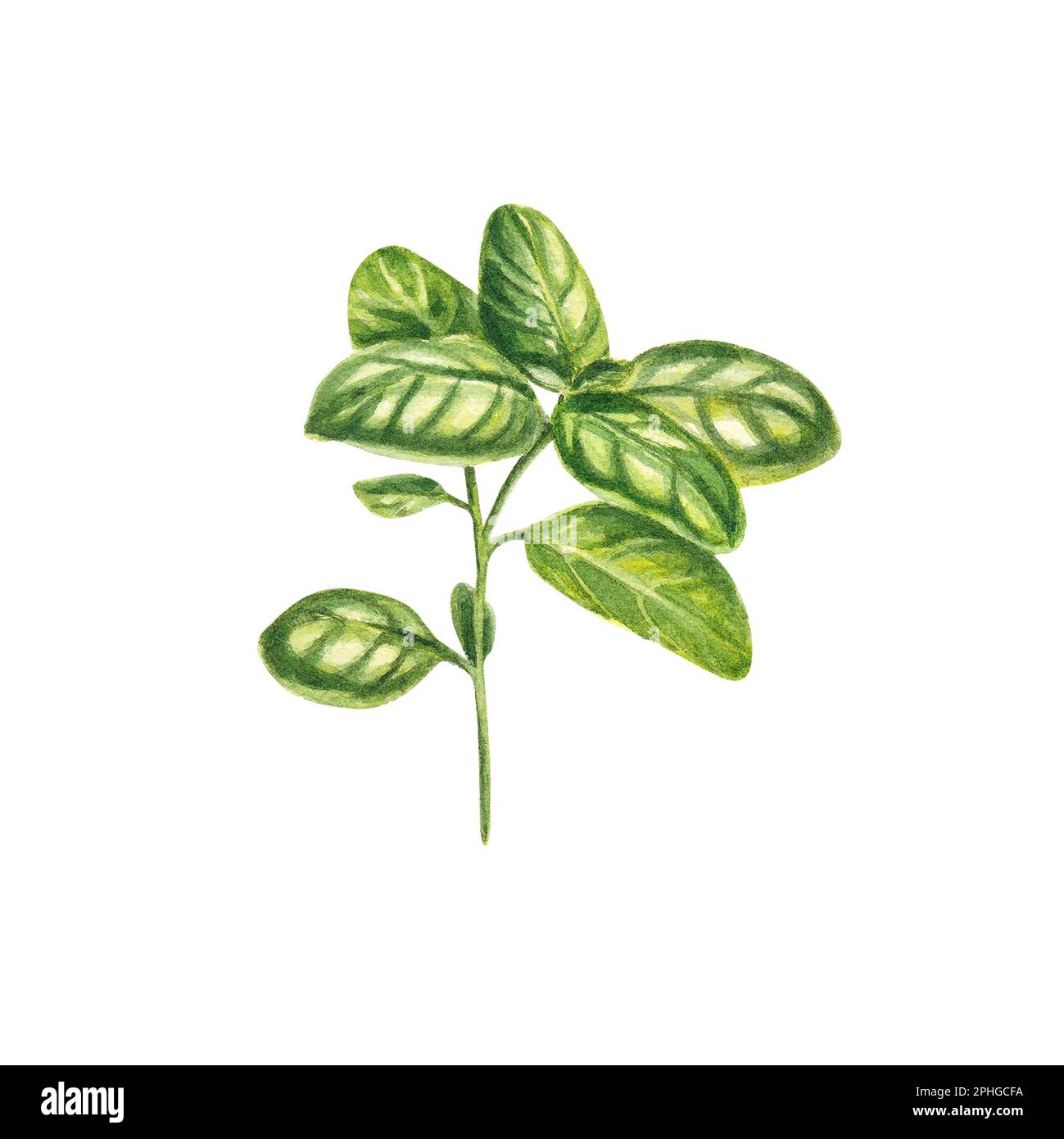 Basil in watercolor on a white background. One sprig of Provencal herbs ...