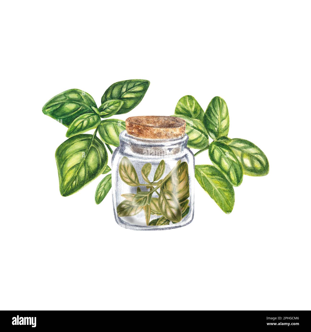 Basil green in a jar on a white background. Dried basil, seasoning for ...