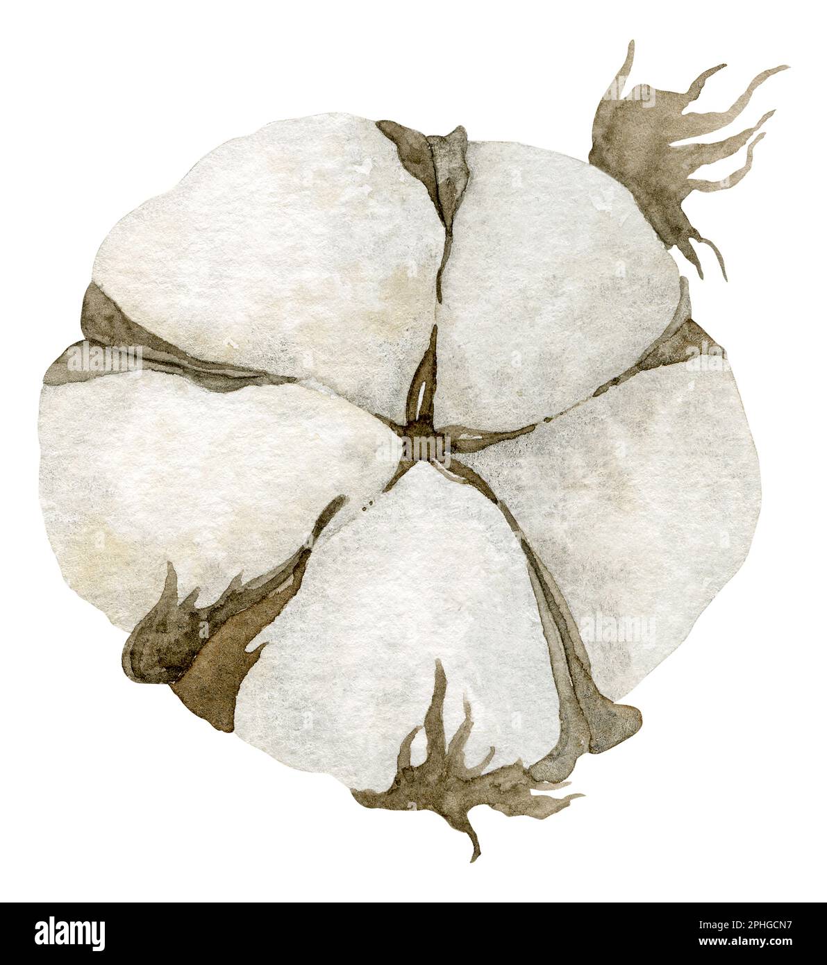 Ball of Cotton Flower. Watercolor hand drawn illustration of soft dry ...