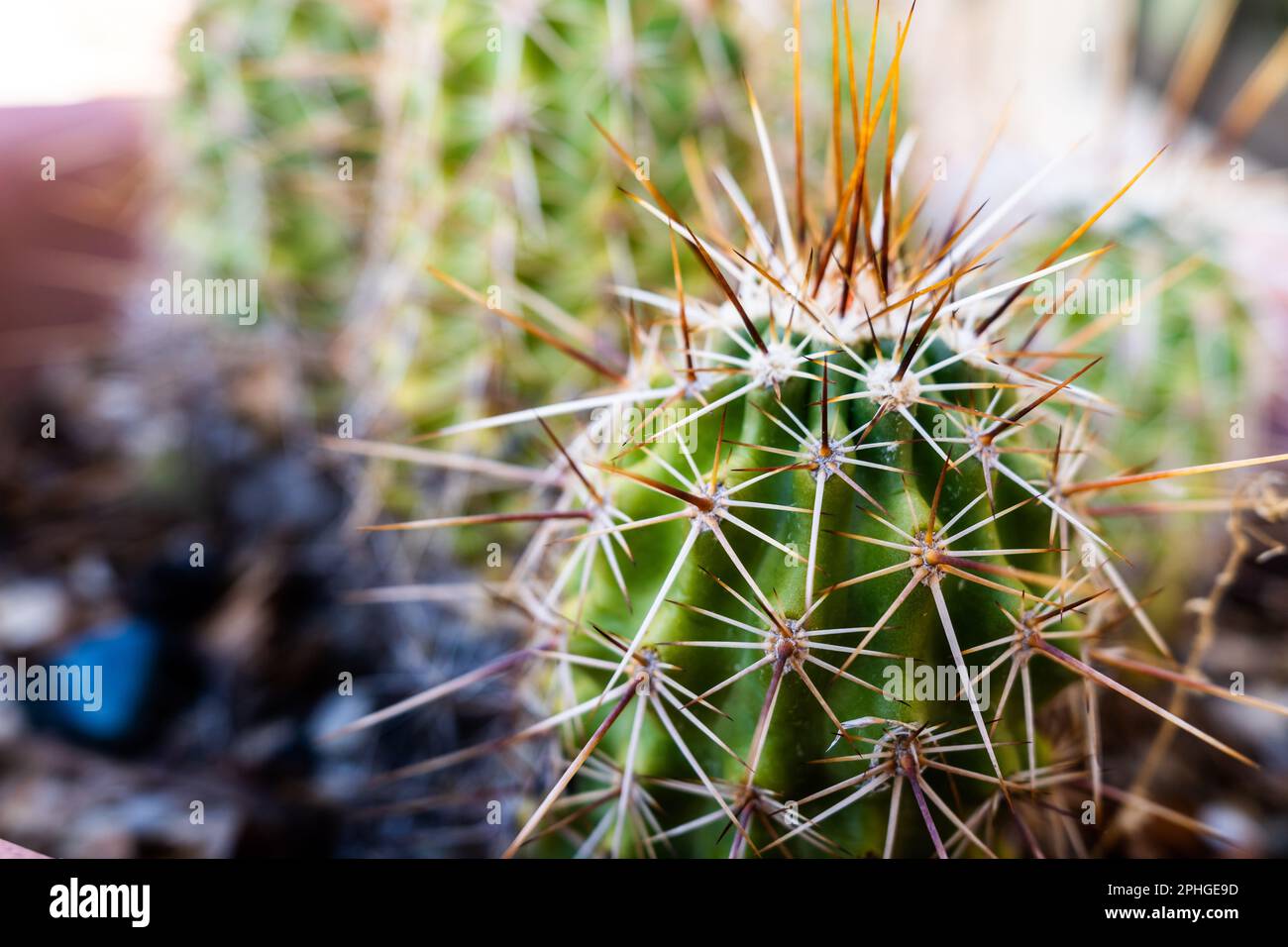 A closeup of a cactus plant on a mound of dry, earthy soil Stock Photo ...
