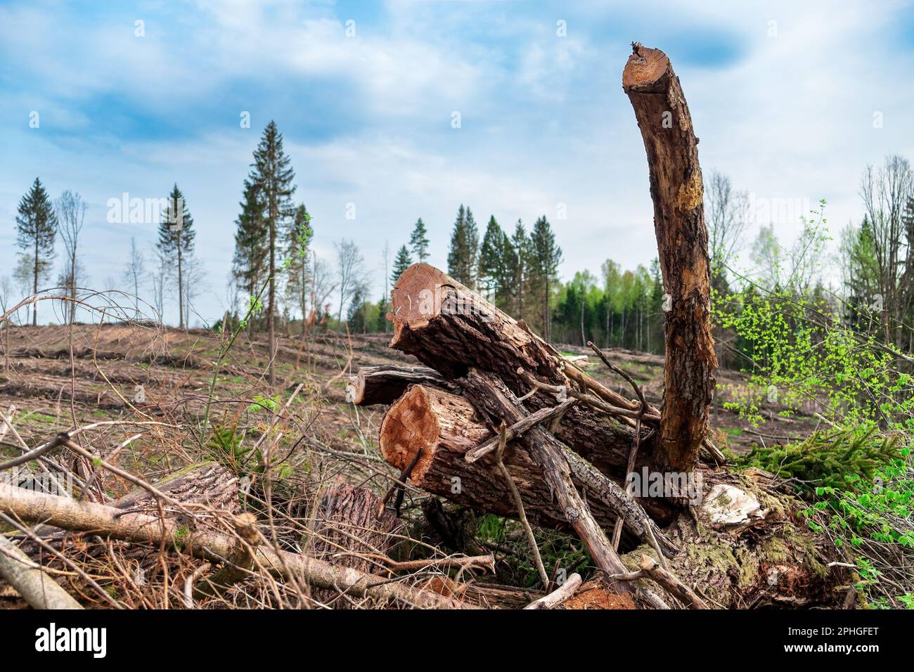 Deforestation landscape view of trees cut. Concept of ecology ...