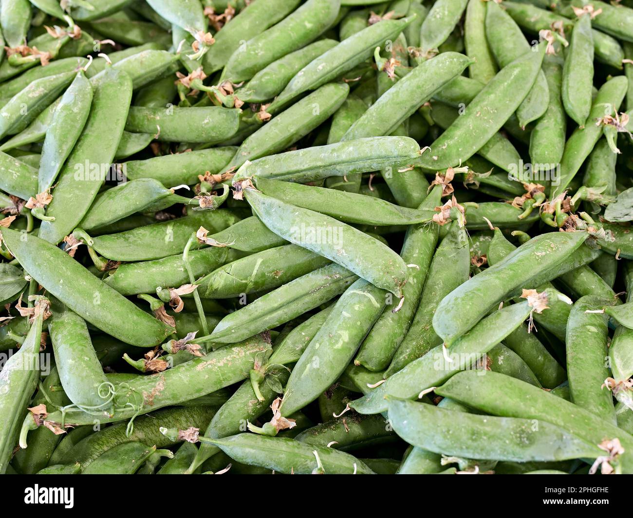 Fresh English peas in the pea pod in a bin at a farm market in ...