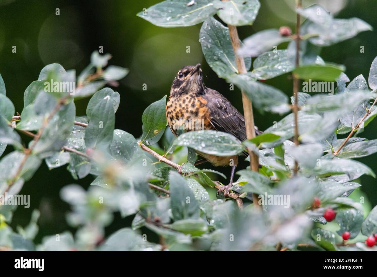 Juvenile american robin hi-res stock photography and images - Alamy