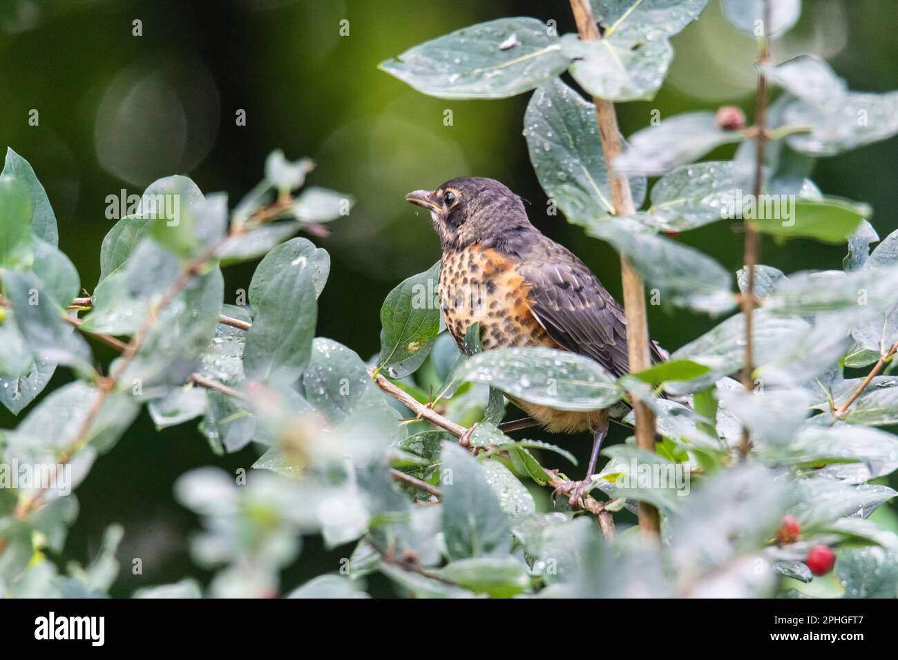 Juvenile American robin, Turdus migratorius, perching in a bush, Quebec ...