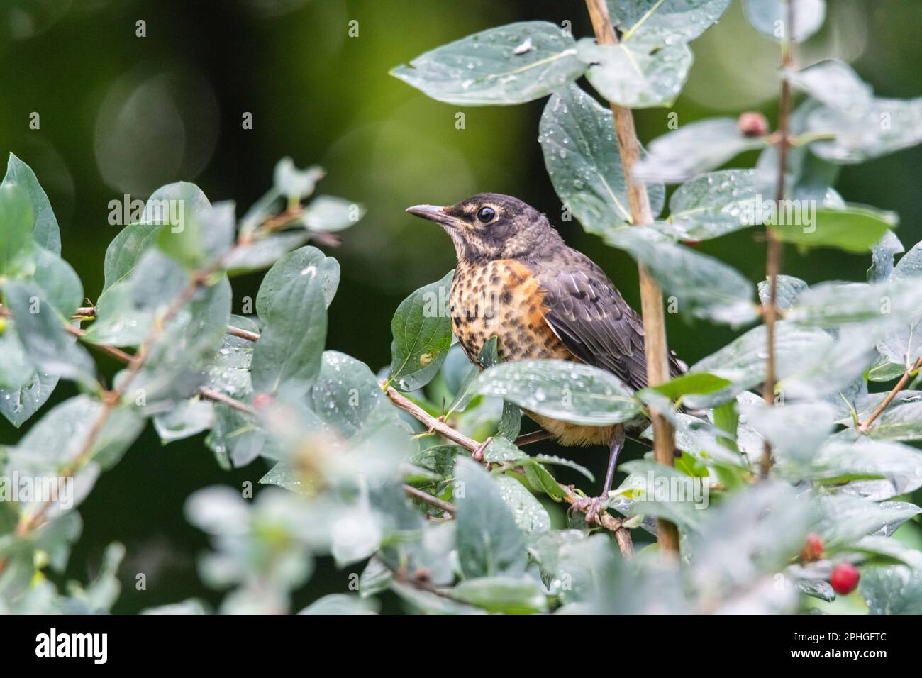 Juvenile american robin hi-res stock photography and images - Alamy