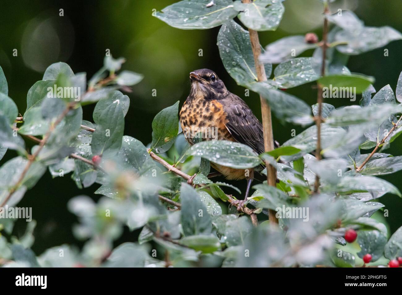 Juvenile American robin, Turdus migratorius, perching in a bush, Quebec ...
