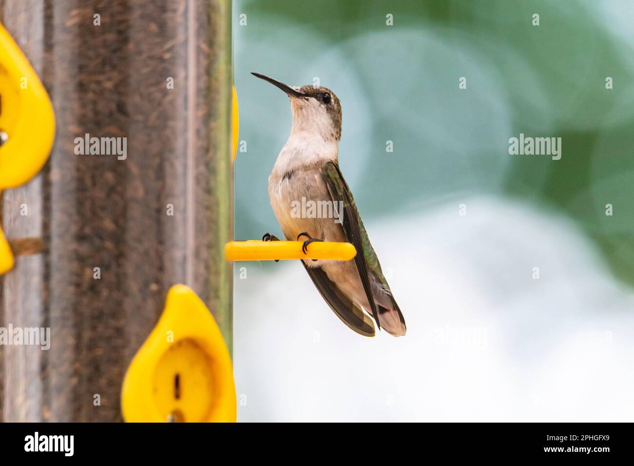 Female ruby-throated, hummingbird, Archilochus colubris,at birdfeeder ...