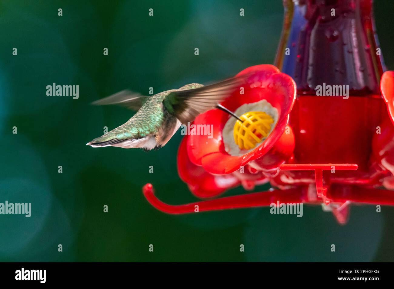 Female ruby-throated, hummingbird, Archilochus colubris,at birdfeeder ...