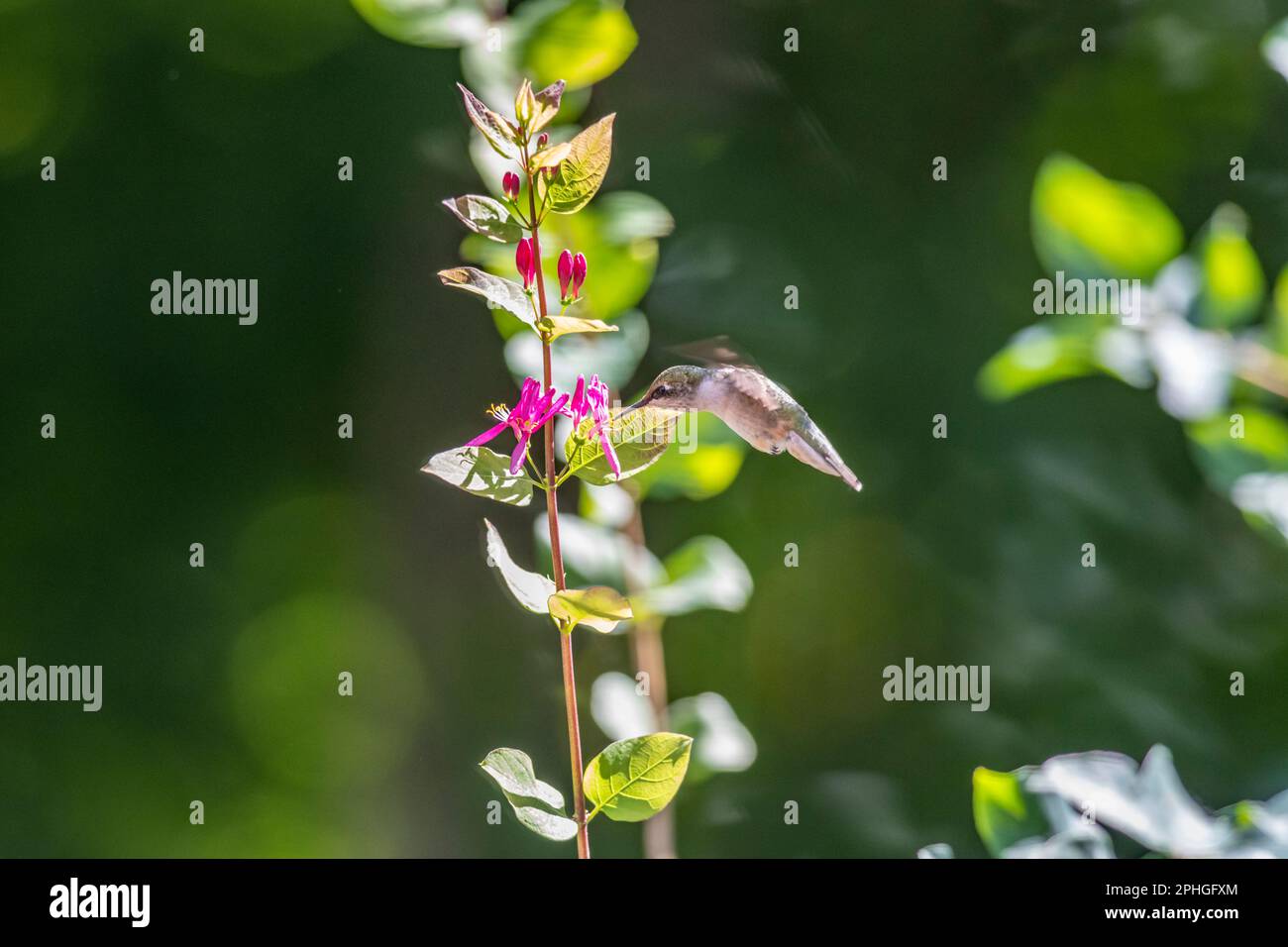 Hummingbird honeysuckle hi-res stock photography and images - Alamy