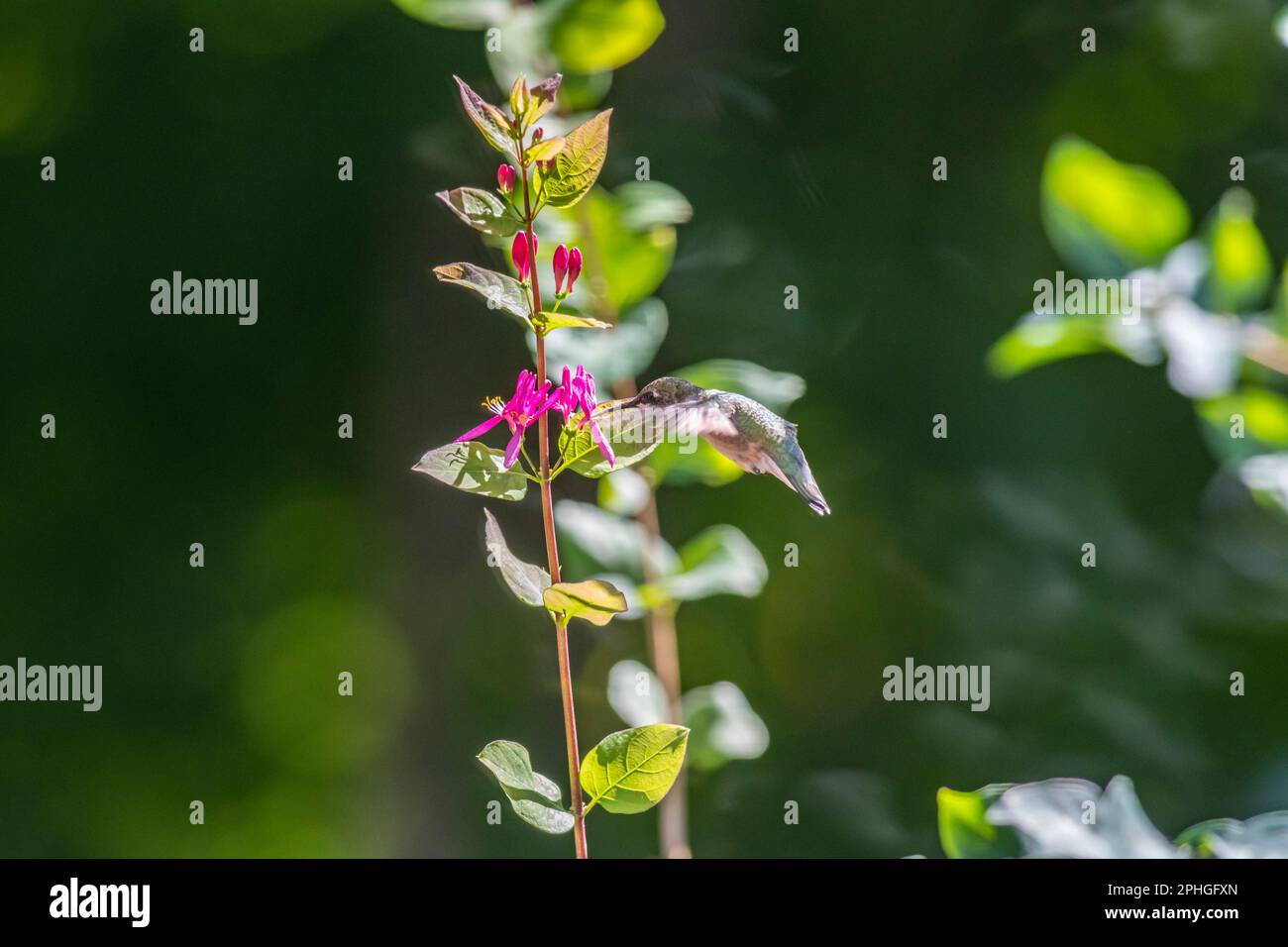Female ruby-throated, hummingbird, Archilochus colubris,at birdfeeder ...