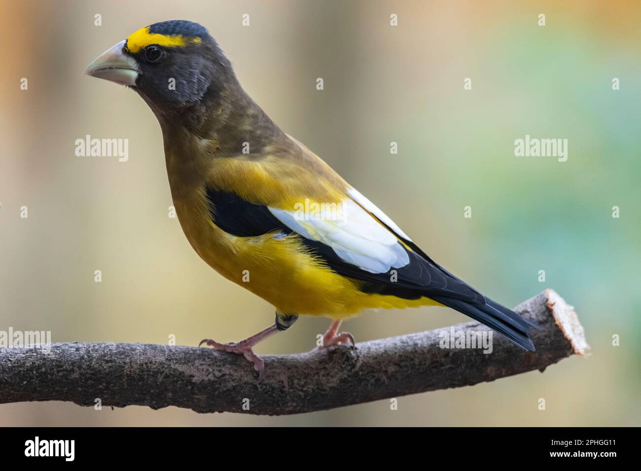 Heavy beaks hi-res stock photography and images - Alamy