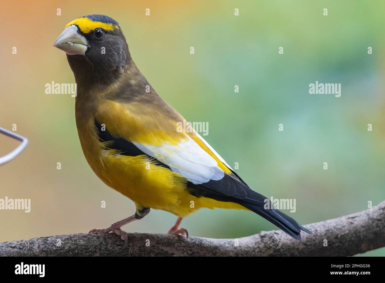 Heavy beaks hi-res stock photography and images - Alamy