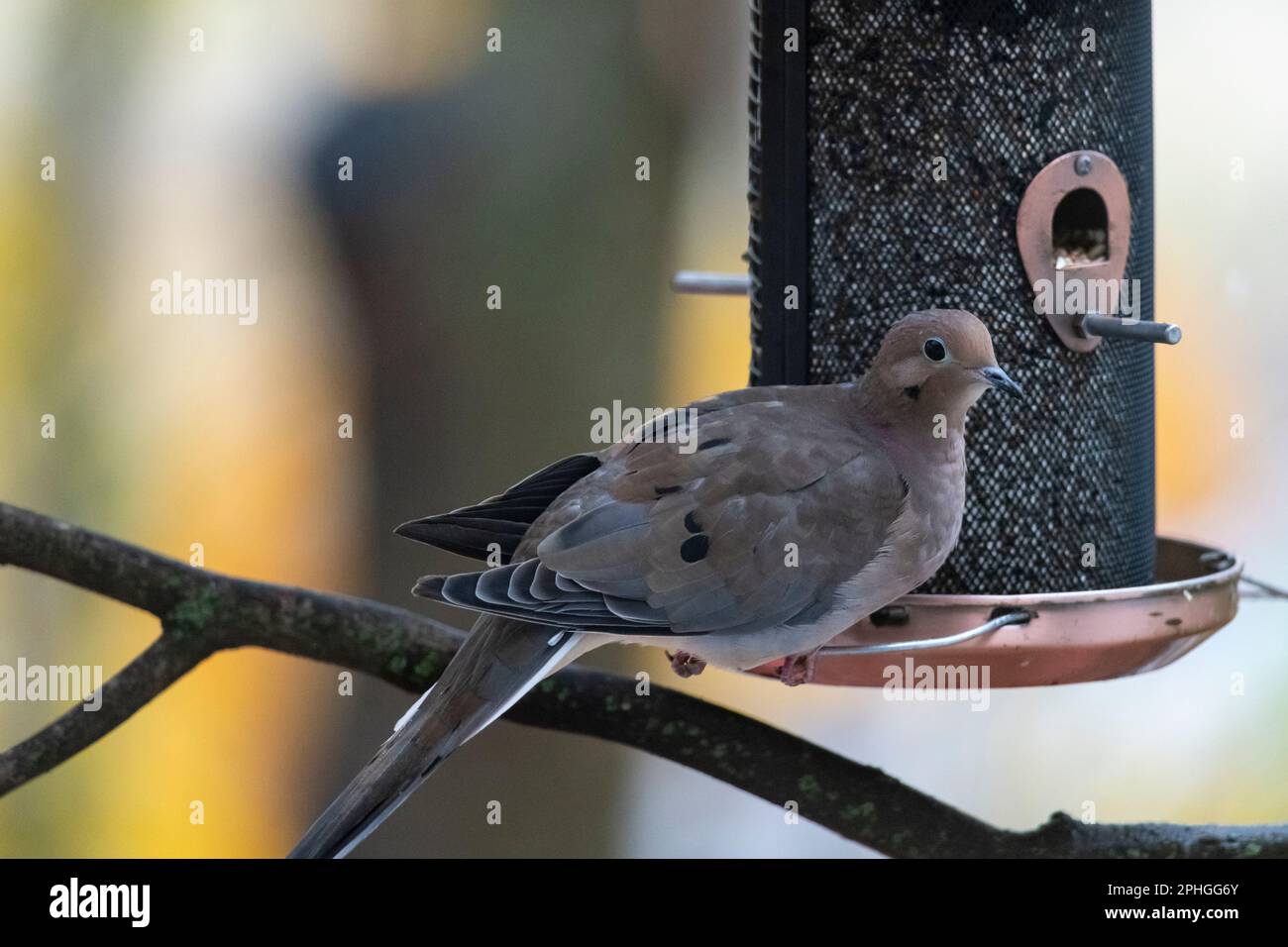 American mourning dove, Zenaida macroura, sitting on branch near feeder ...