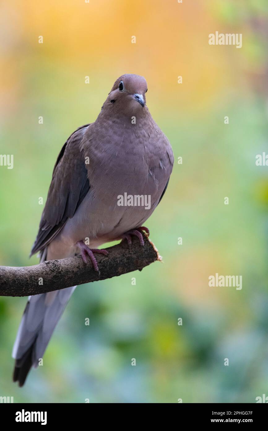 American mourning dove, Zenaida macroura, sitting on branch near feeder ...