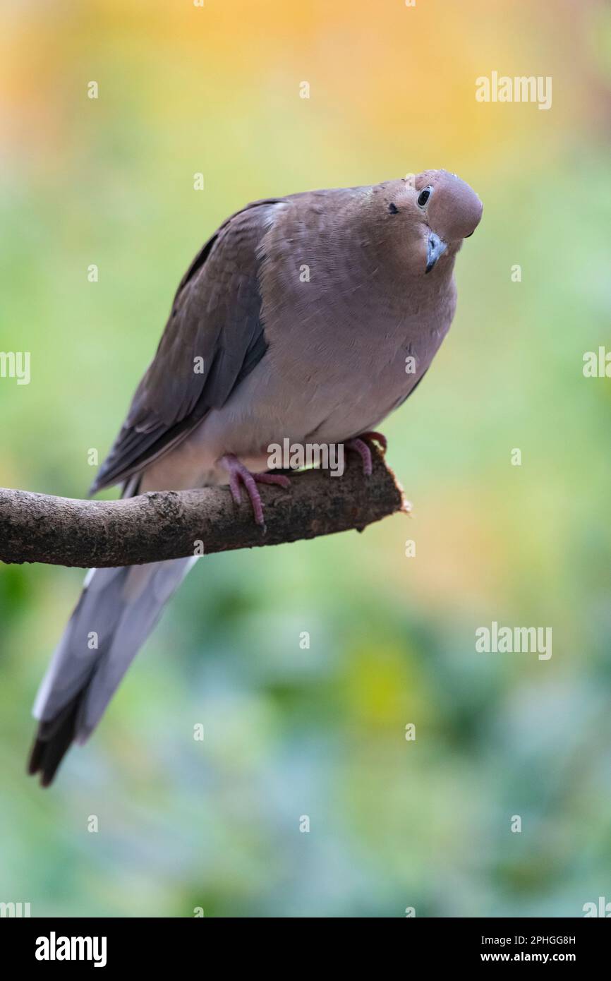 American mourning dove, Zenaida macroura, sitting on branch near feeder ...