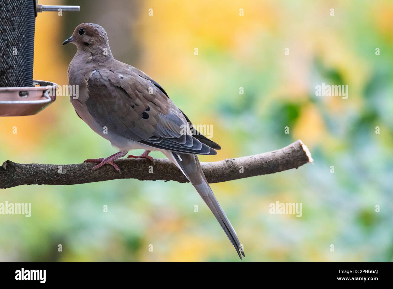 American mourning dove, Zenaida macroura, sitting on branch near feeder ...