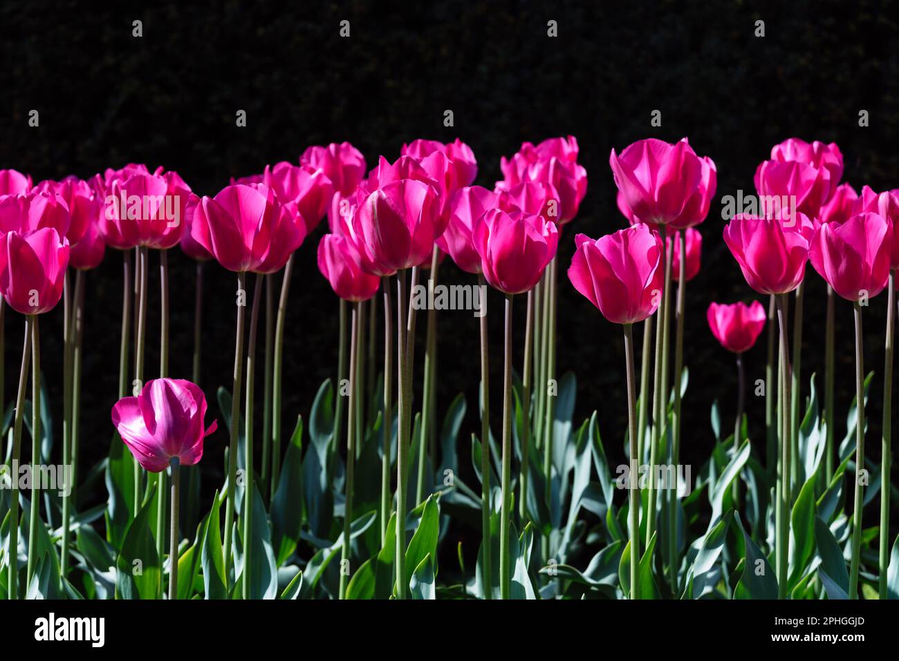 A stunning photo capturing rows of tall pink tulips standing tall in a ...