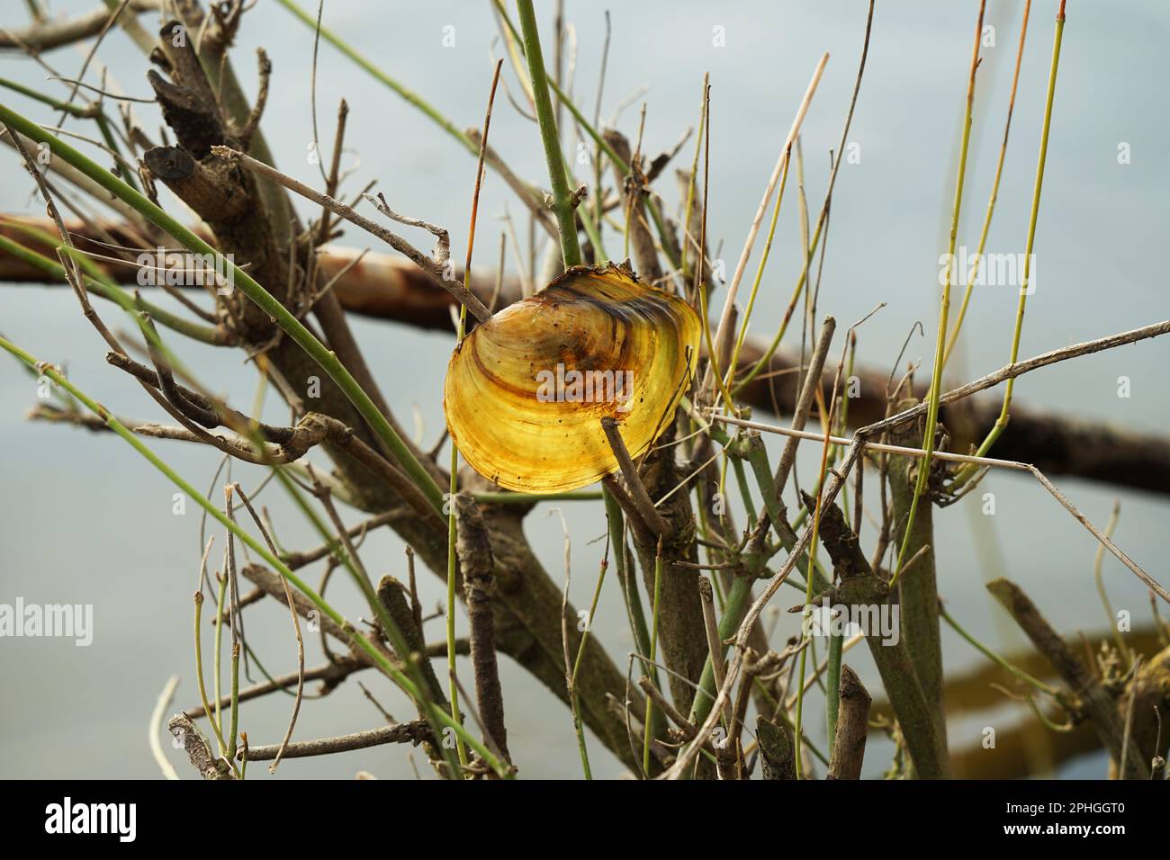 Big shell hi-res stock photography and images - Alamy