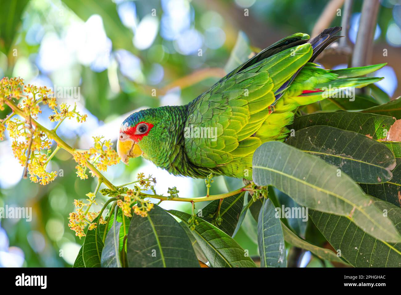 a wild parakeet rests and eats flowers and small buds of mango fruits ...