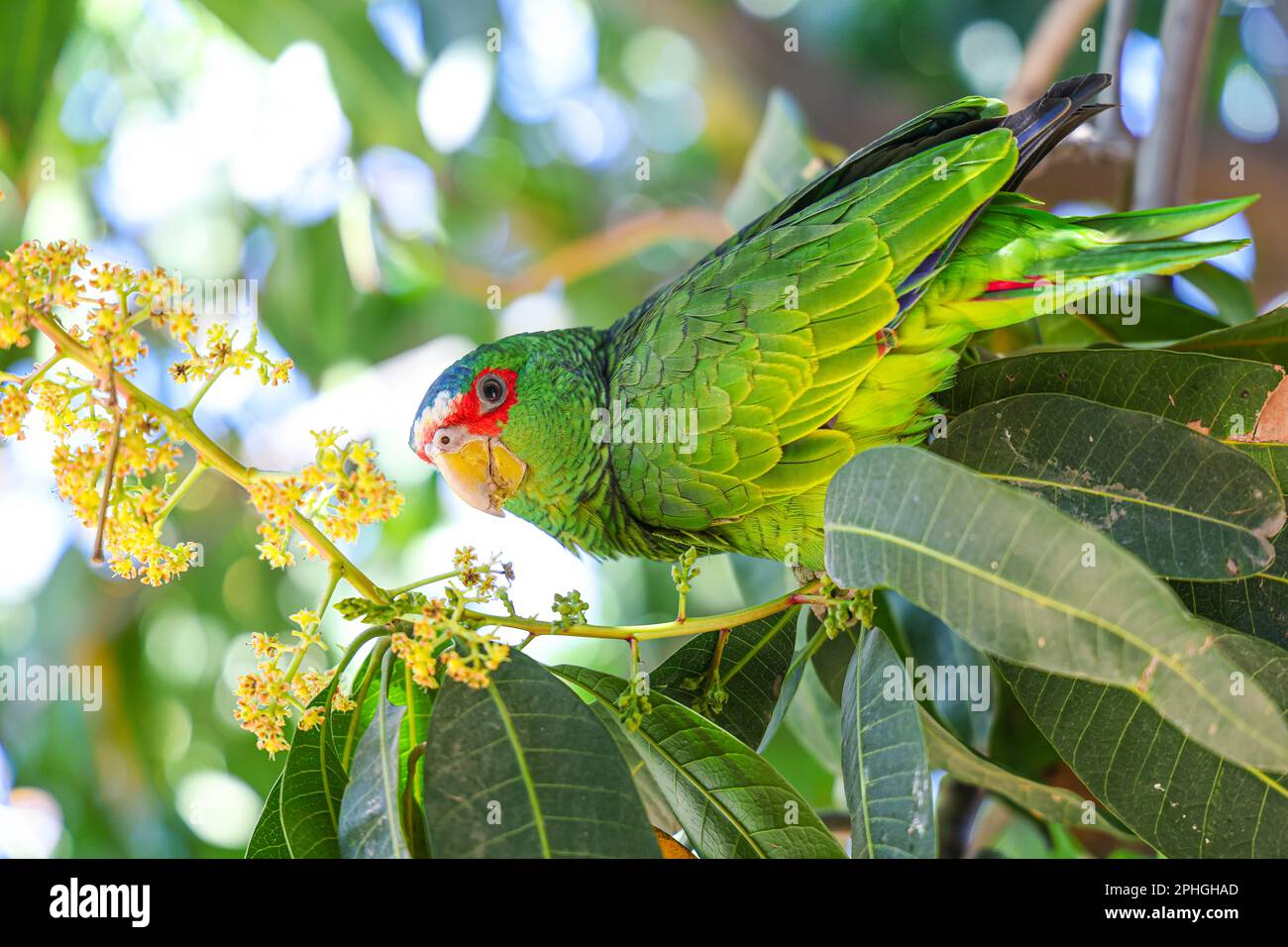 a wild parakeet rests and eats flowers and small buds of mango fruits ...