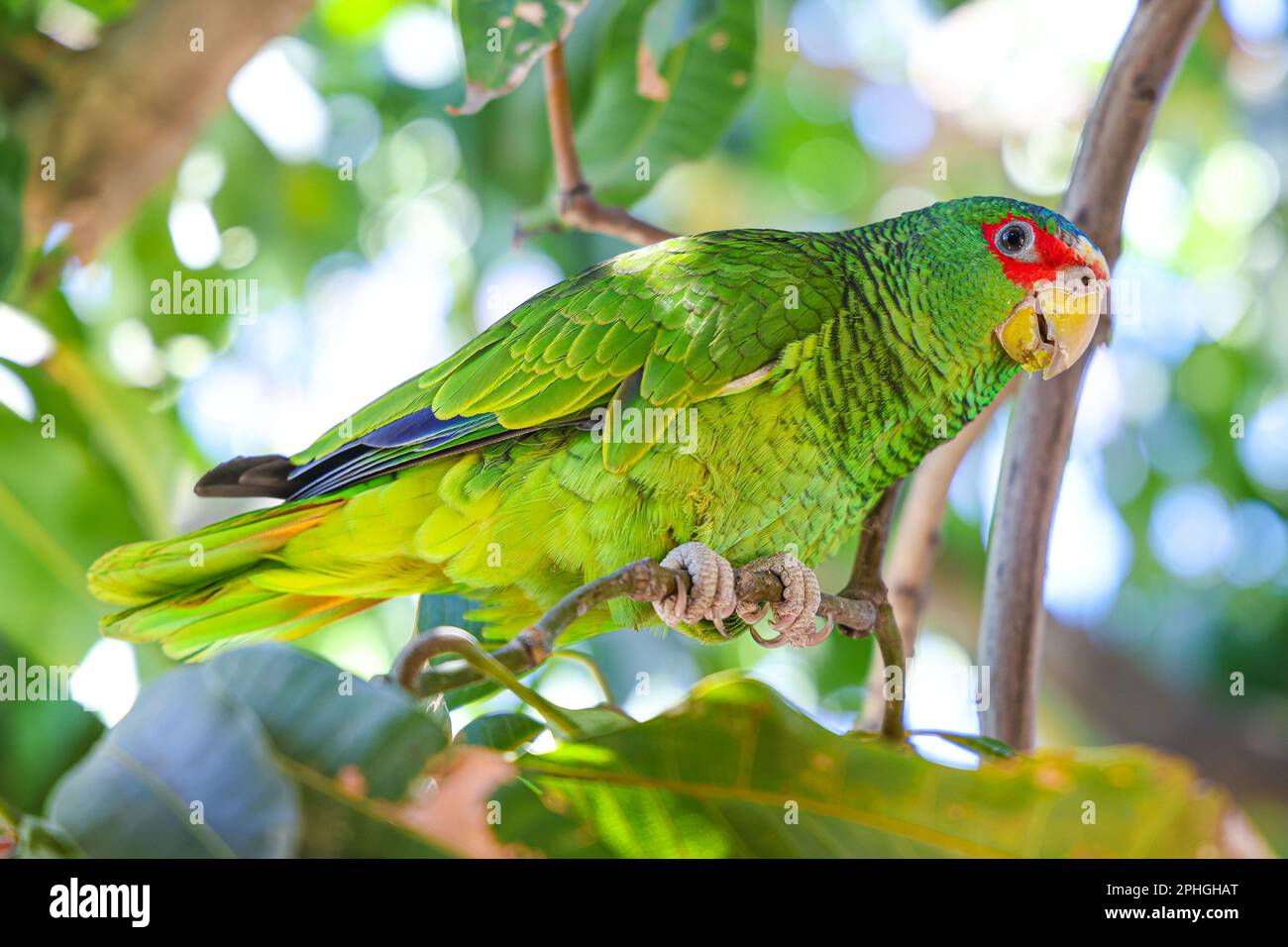 a wild parakeet rests and eats flowers and small buds of mango fruits ...
