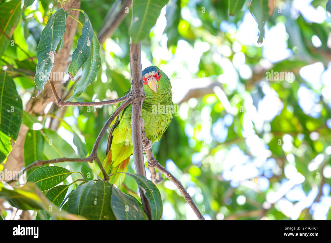 a wild parakeet rests and eats flowers and small buds of mango fruits ...