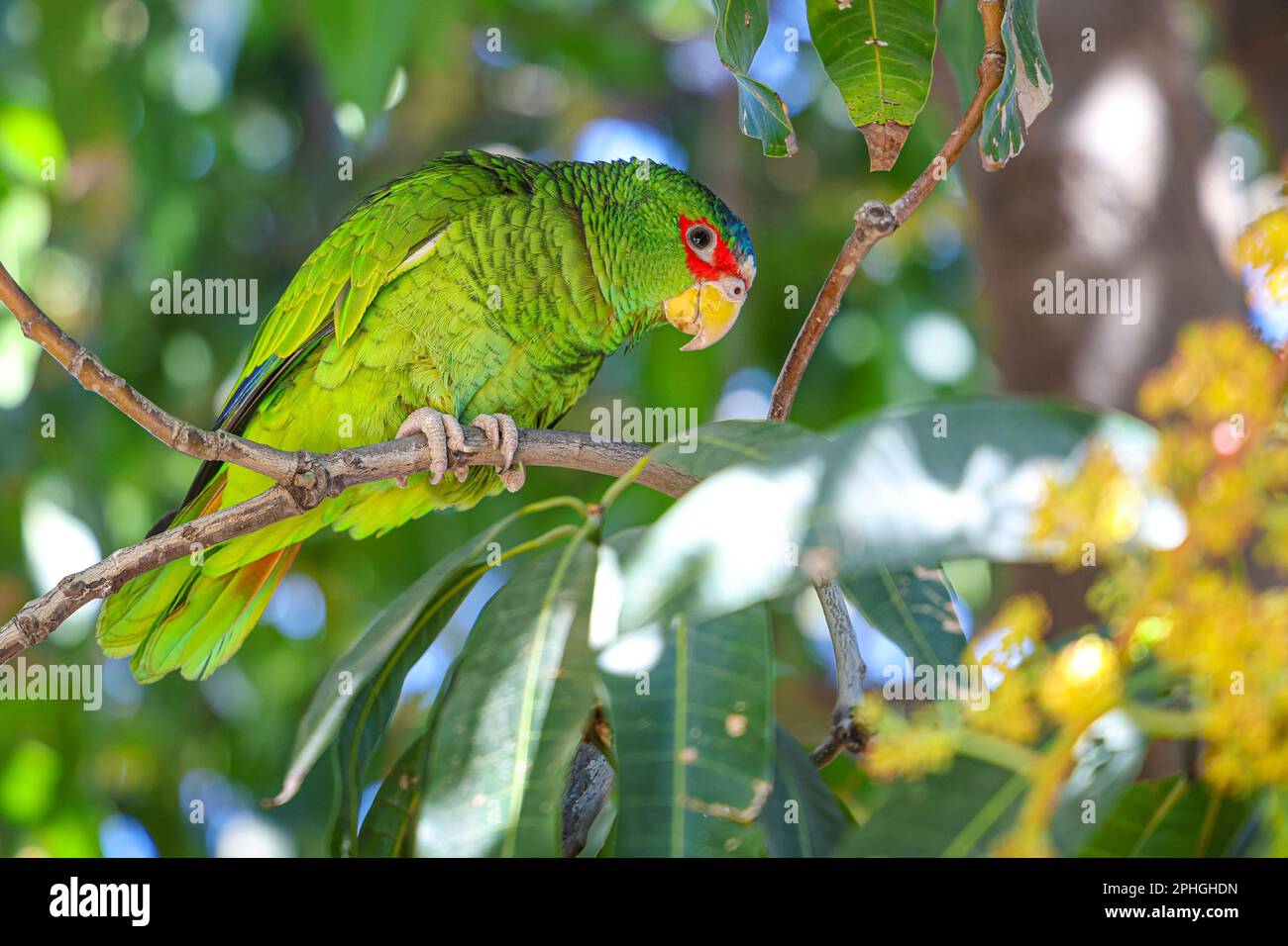 a wild parakeet rests and eats flowers and small buds of mango fruits ...