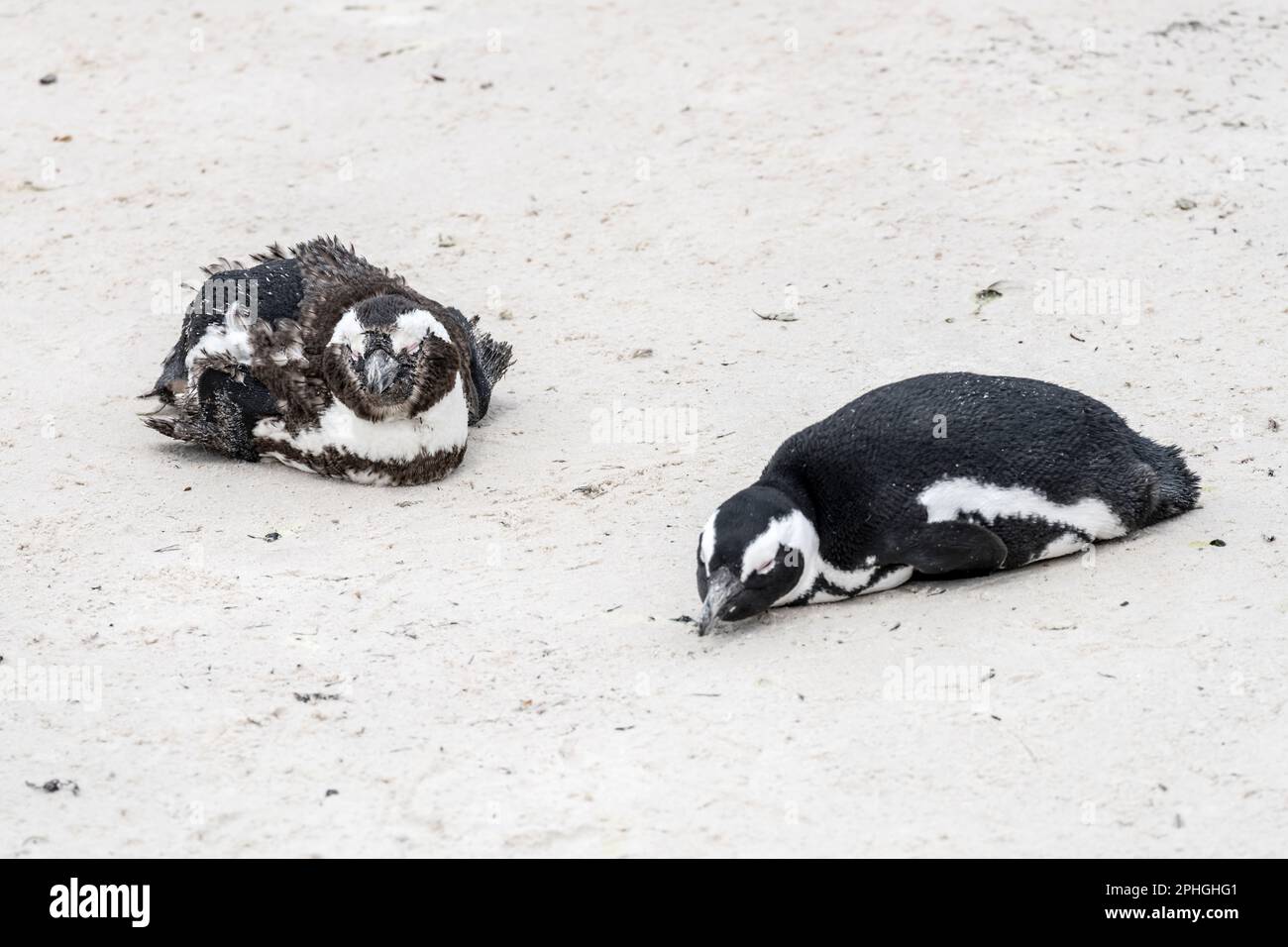 Grown up penguin hi-res stock photography and images - Alamy